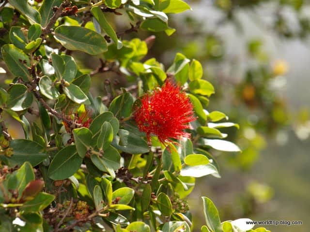 5 Reasons why you should travel to the Hawaiian Island Kauai ...